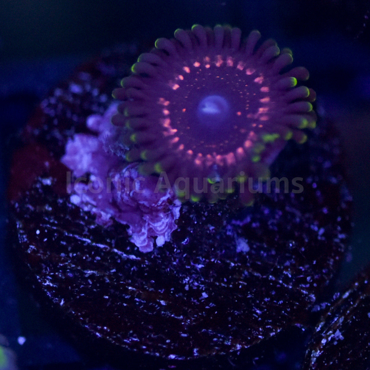 WWC Taser Zoa – Iconic Aquariums