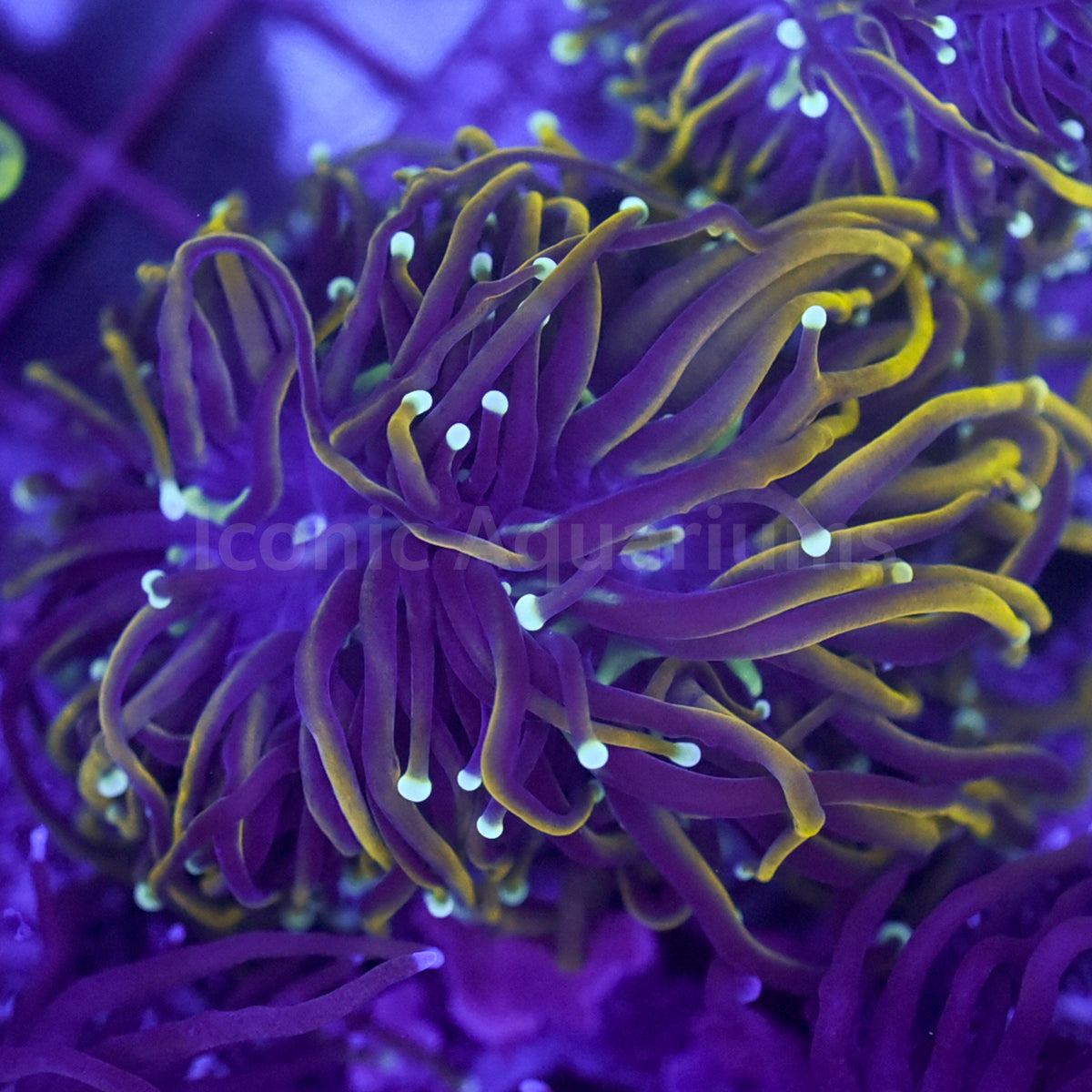 Hellfire Torch Splitting – Iconic Aquariums