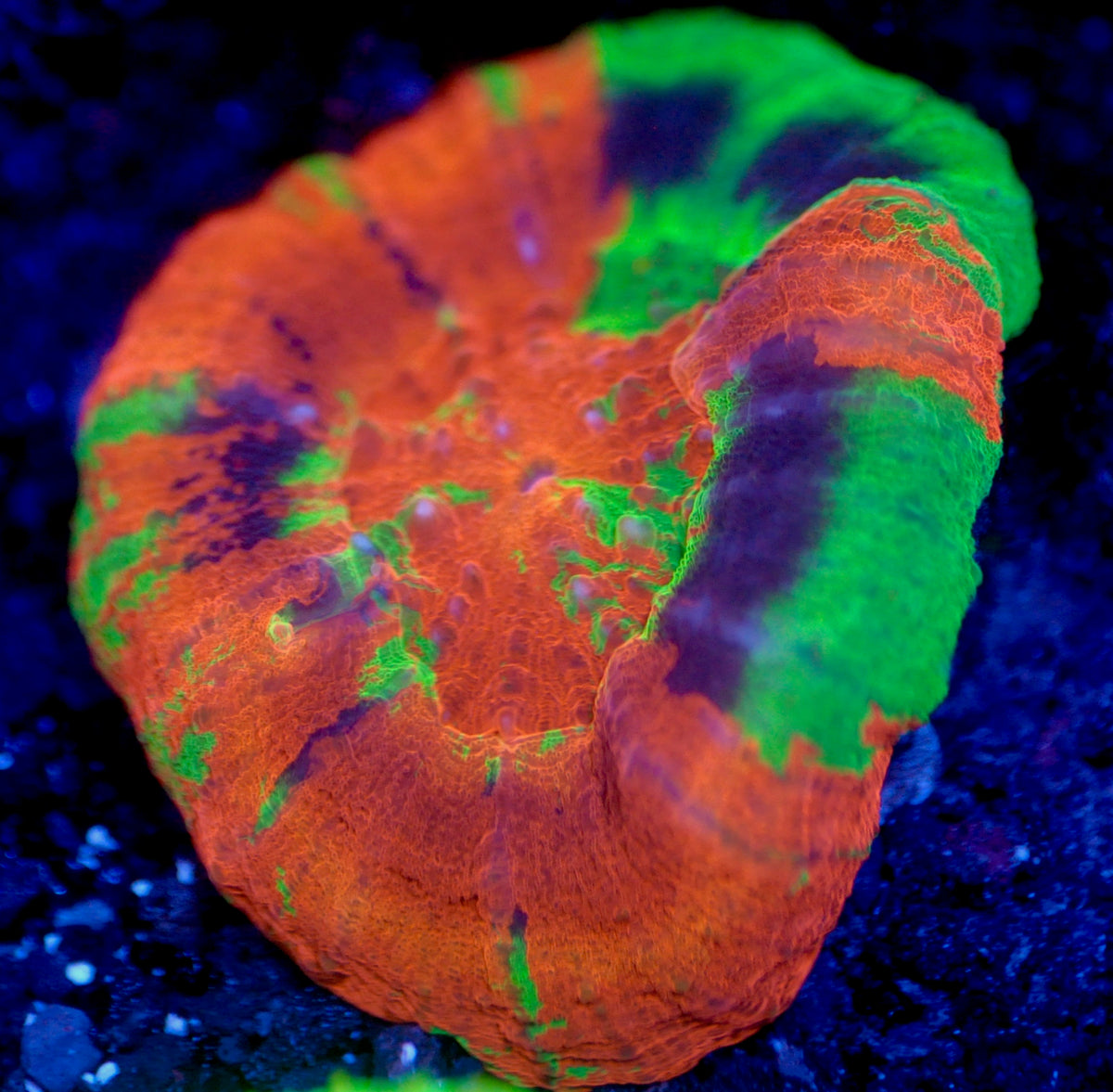 LPS – Iconic Aquariums