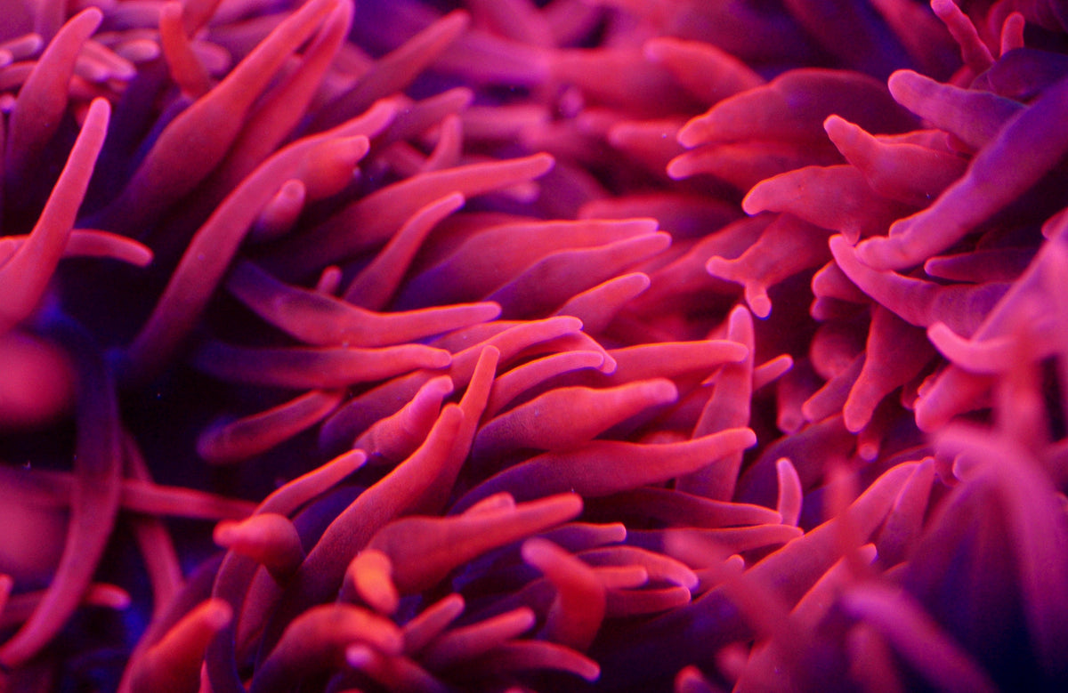 Inverts – Iconic Aquariums