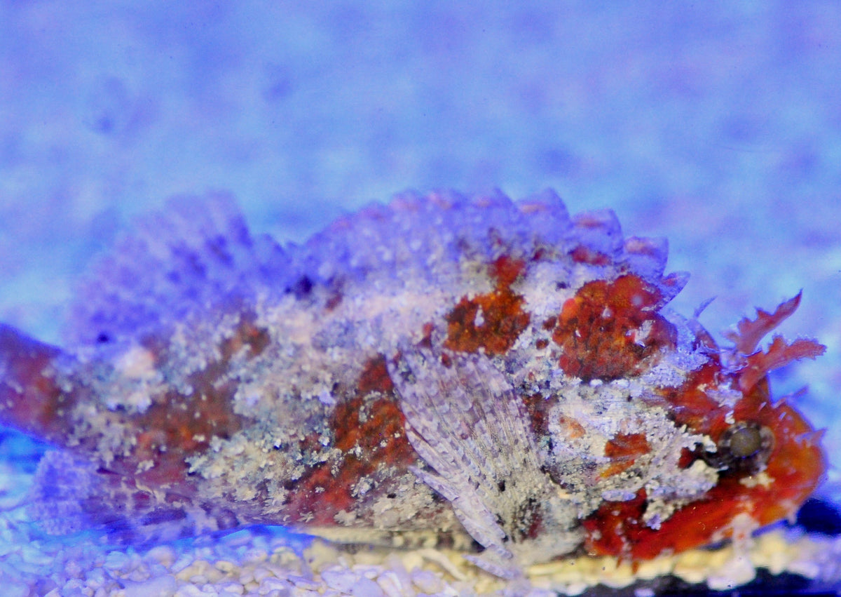 Fish – Iconic Aquariums