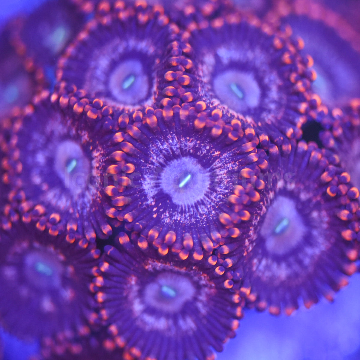Cheshire Cat Zoa – Iconic Aquariums