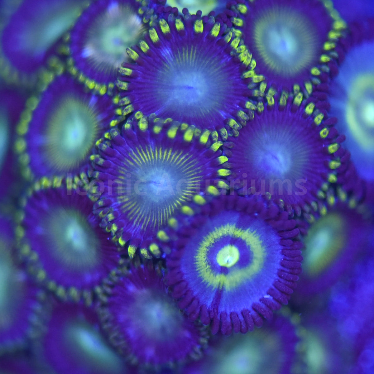 Dragonfly Zoa – Iconic Aquariums