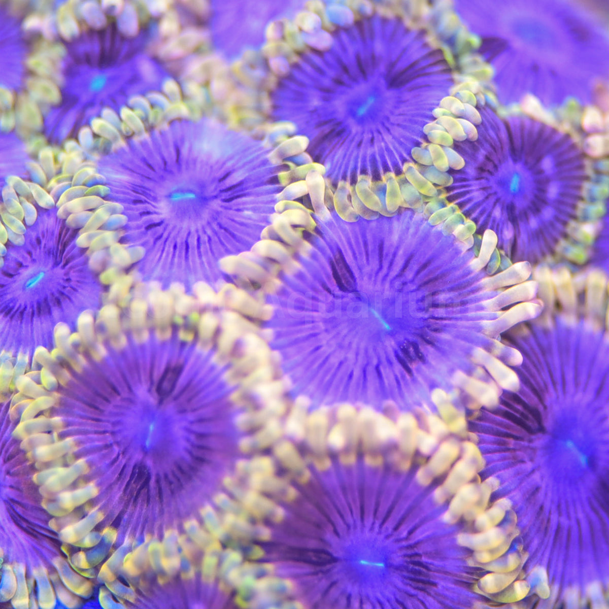 Purple Iris Zoa – Iconic Aquariums