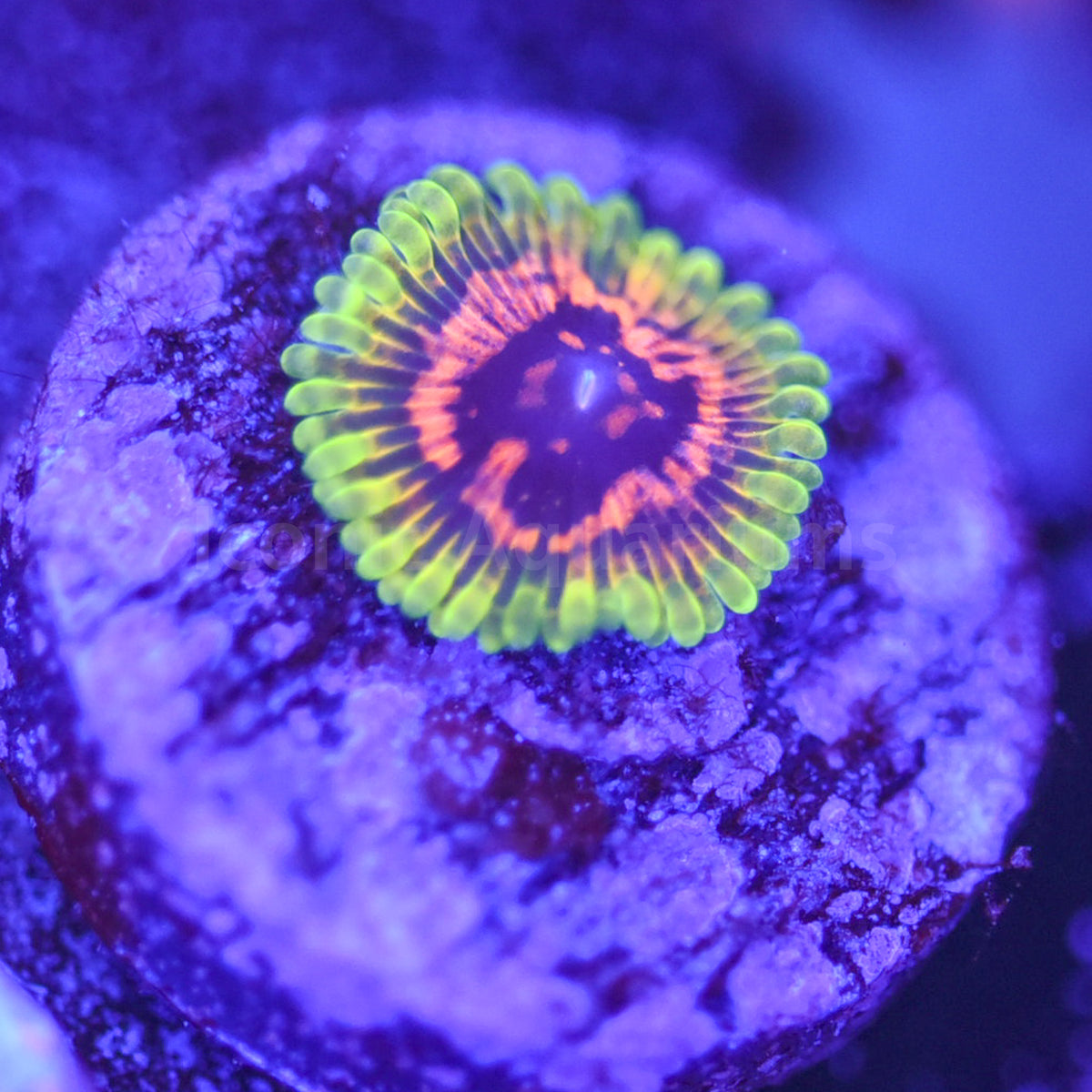Hallucinations Zoa – Iconic Aquariums