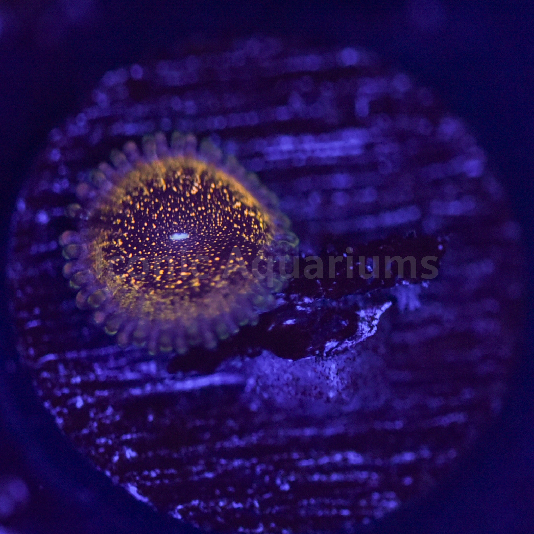 HR Deathstar Zoa – Iconic Aquariums