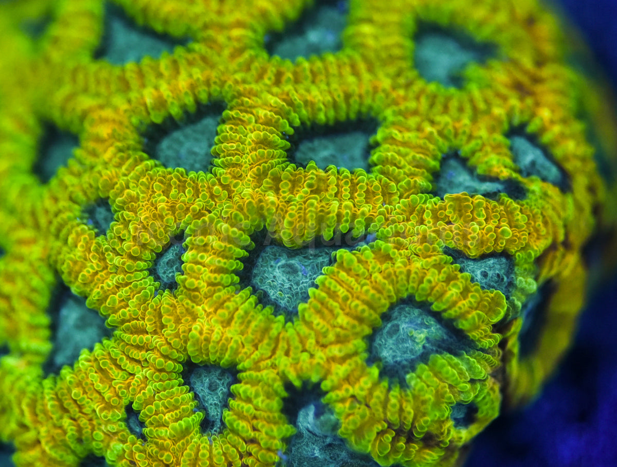 Favia of the Gods – Iconic Aquariums