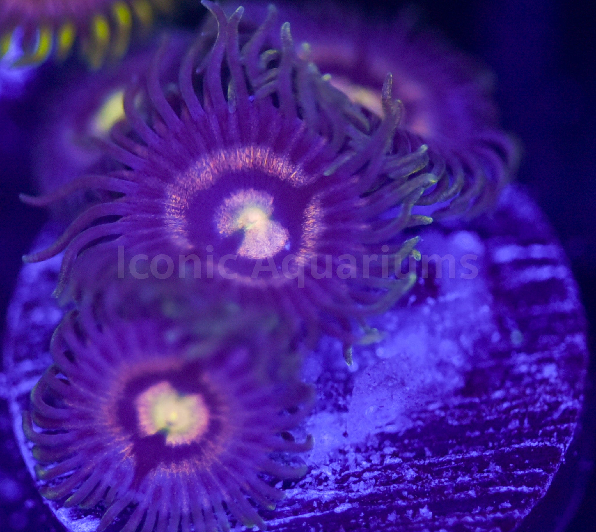 OG Laser Lemons Zoa – Iconic Aquariums