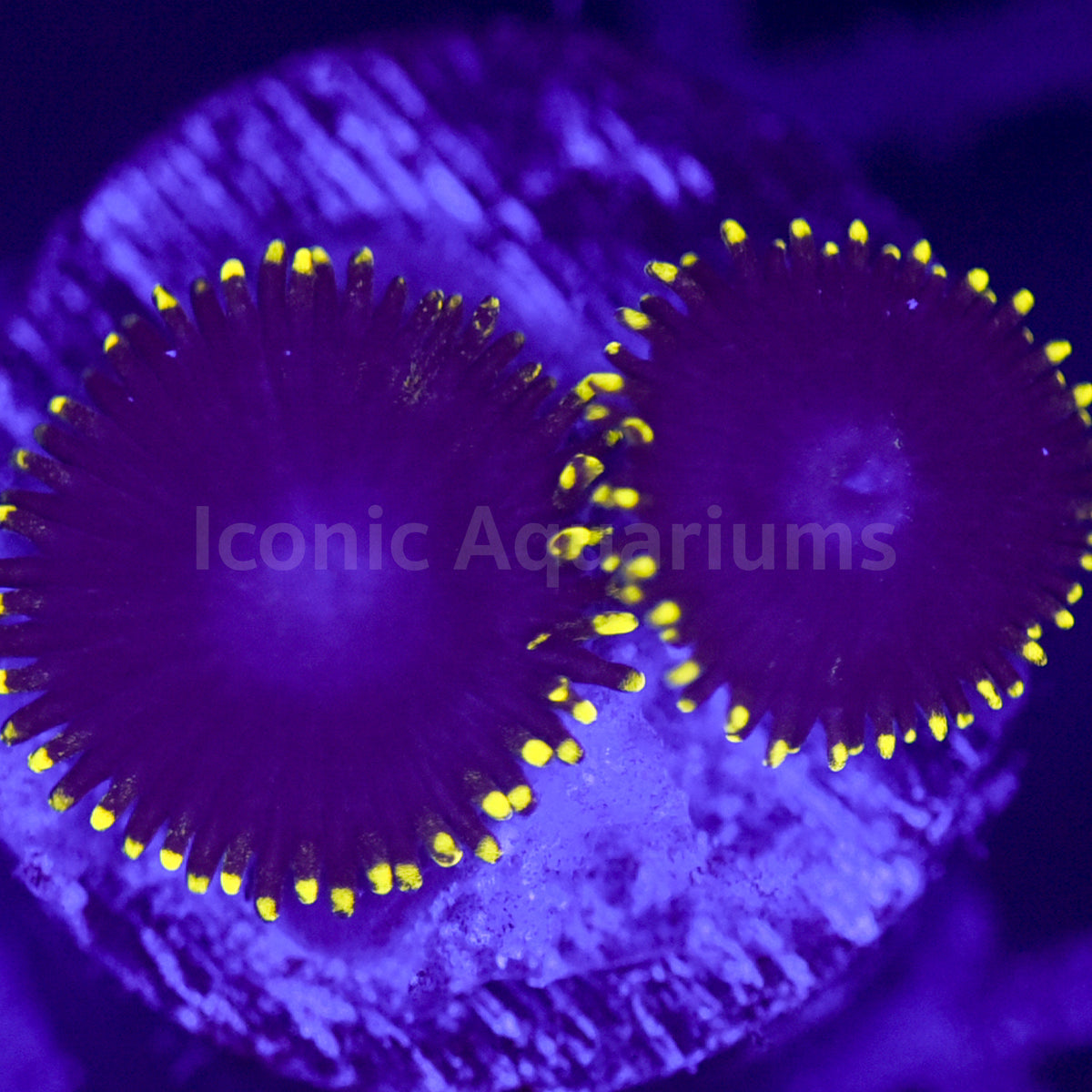Blue Blur Zoa – Iconic Aquariums