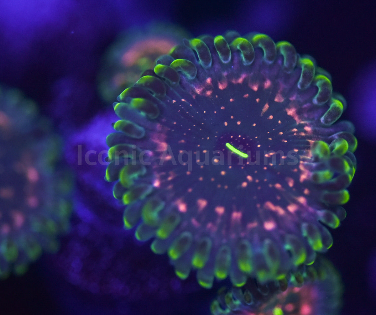 Pink Hawaiian Ding Dang Zoa – Iconic Aquariums