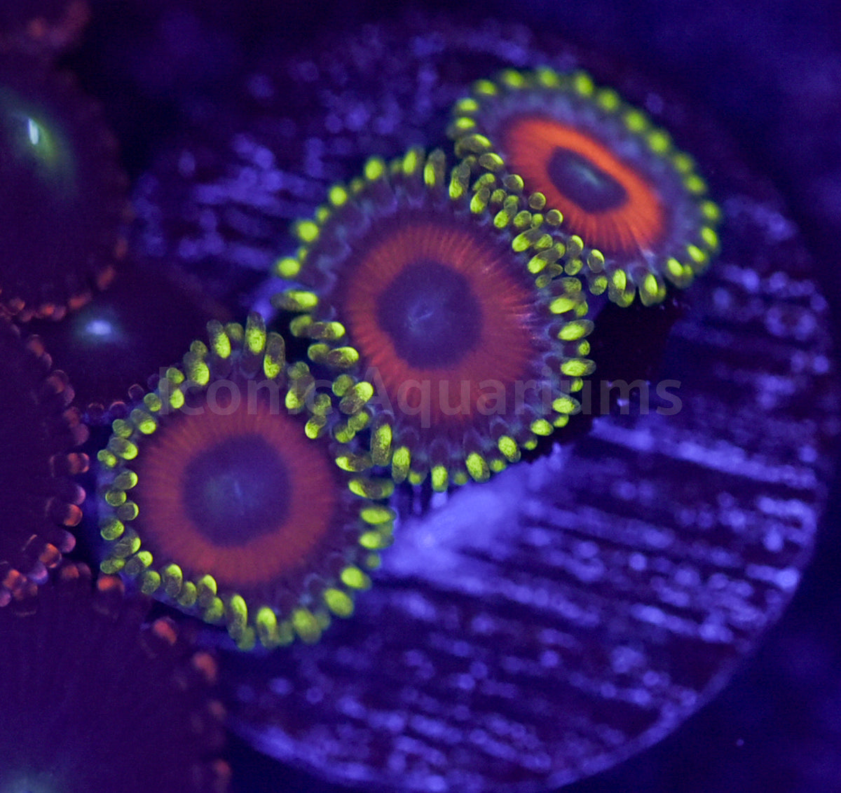 Eagle Eye Zoa – Iconic Aquariums