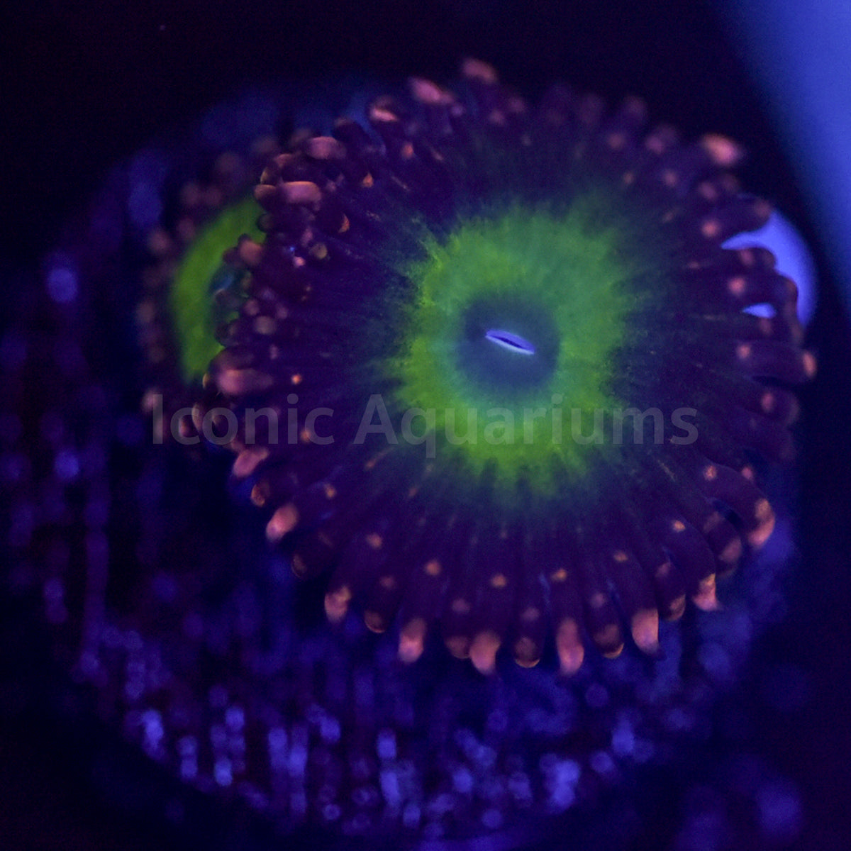 CB Omega Zoa – Iconic Aquariums