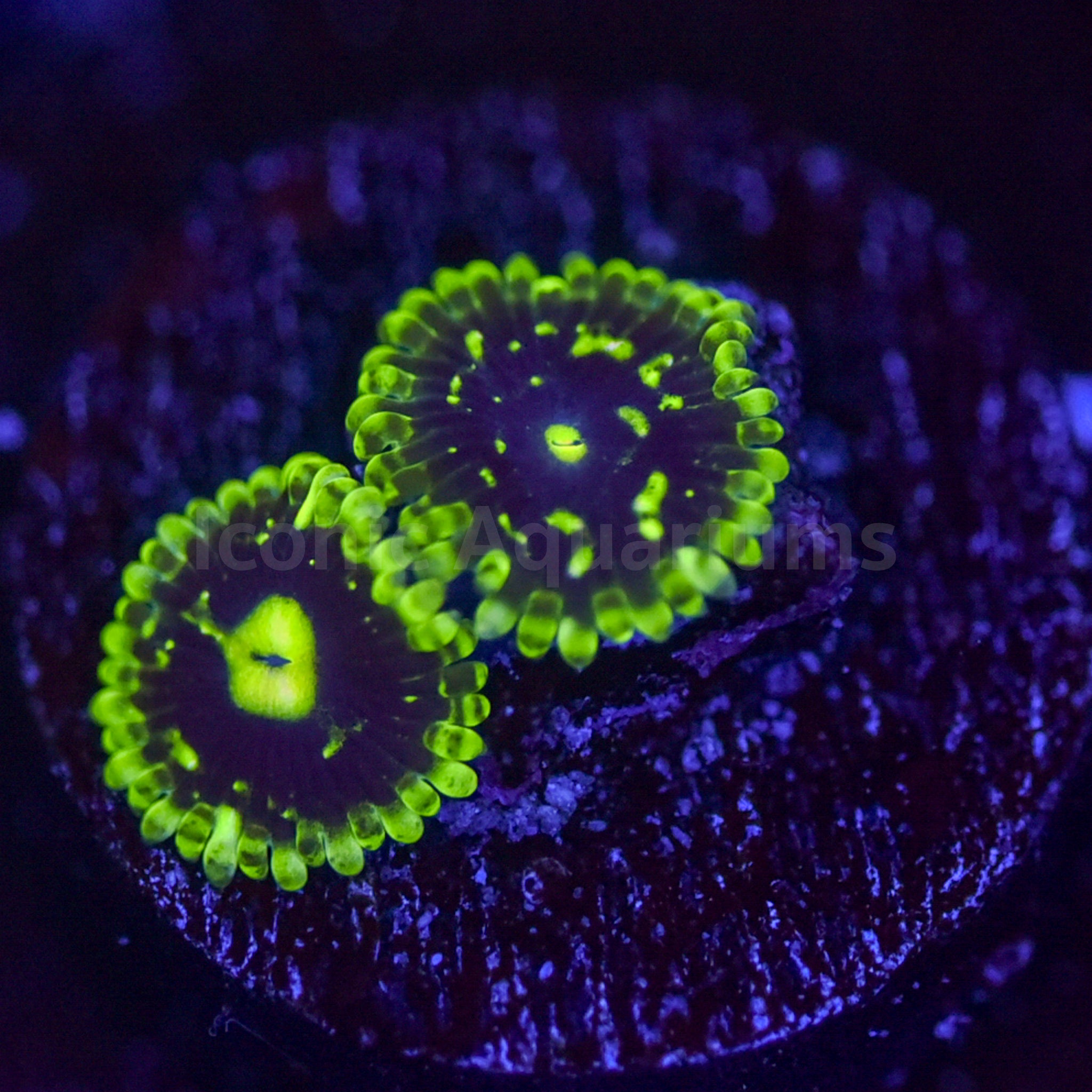 Exosphere Zoa – Iconic Aquariums