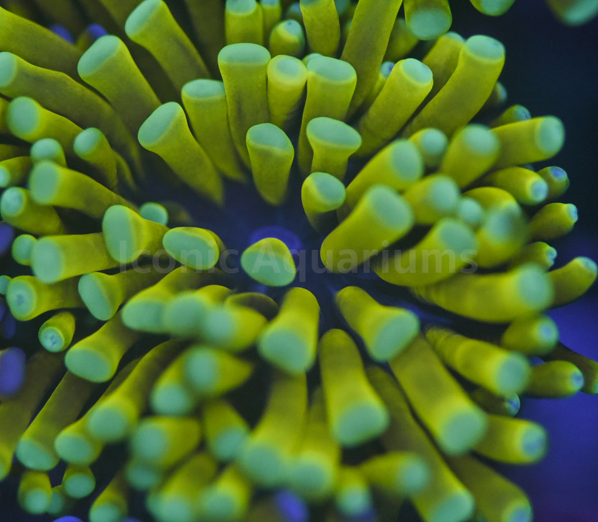 Ultra Lemon Torch – Iconic Aquariums