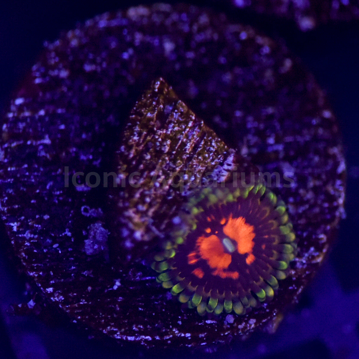 Reverse Hallucination Zoa – Iconic Aquariums