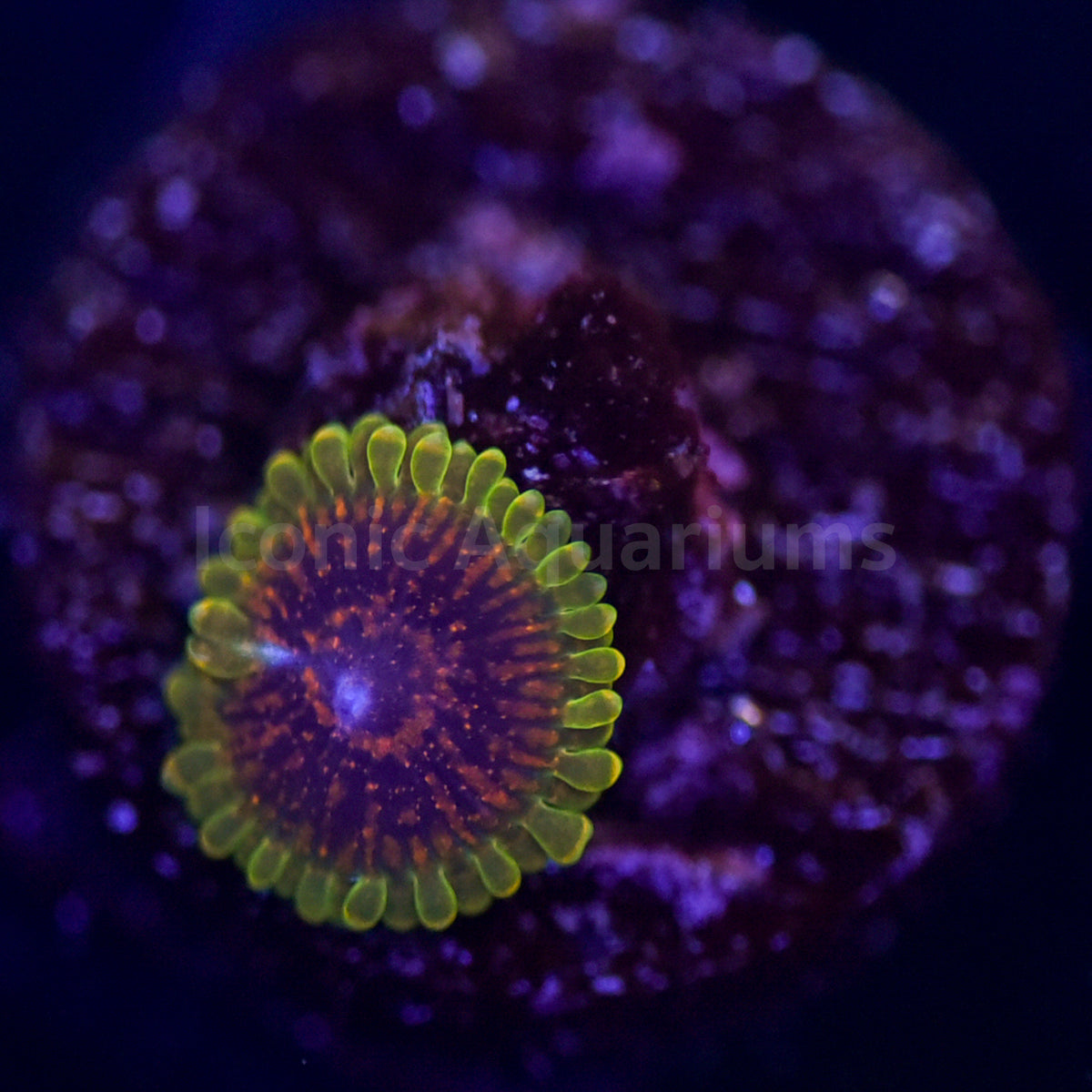 Predator Zoa – Iconic Aquariums