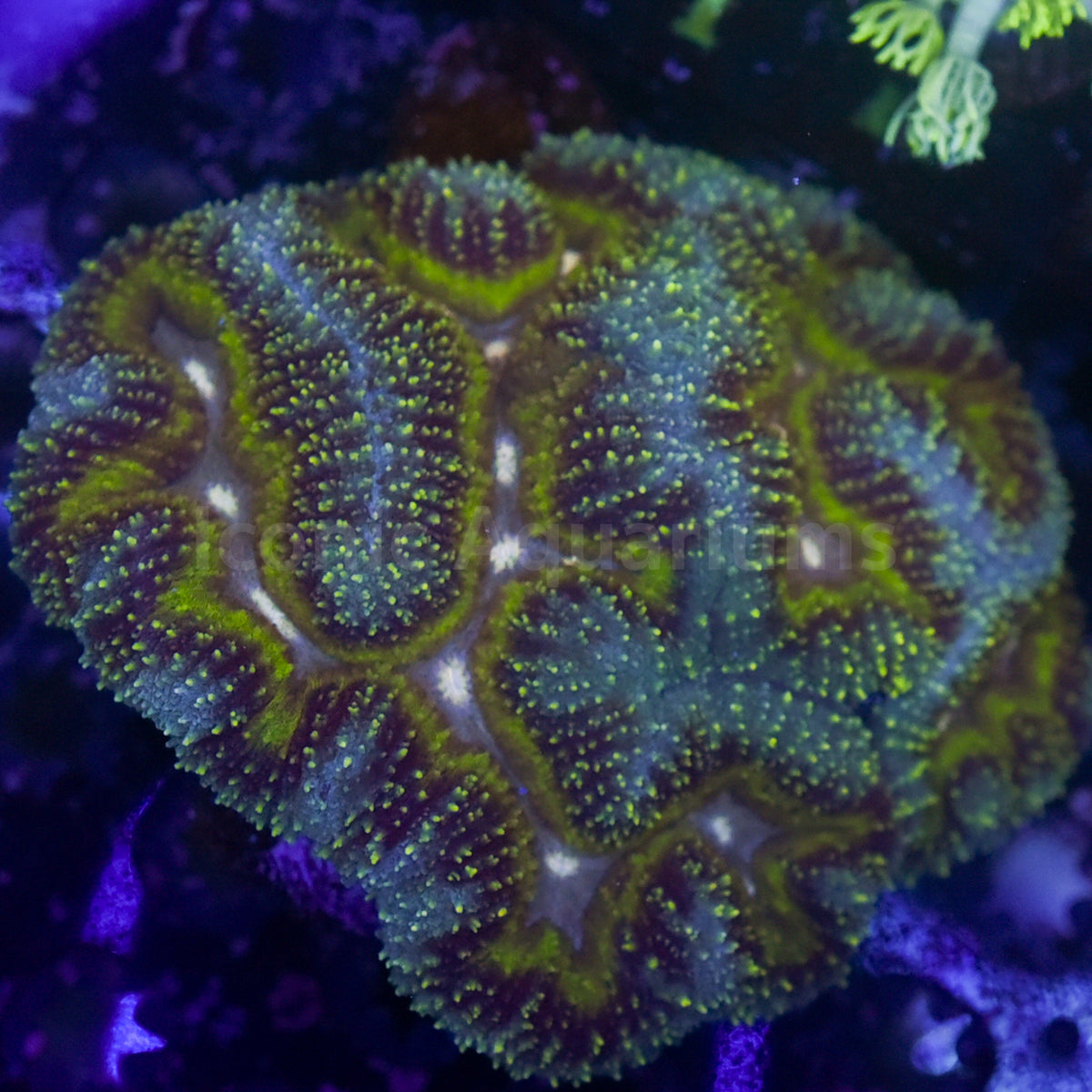 Icy Hot Symphyllia – Iconic Aquariums