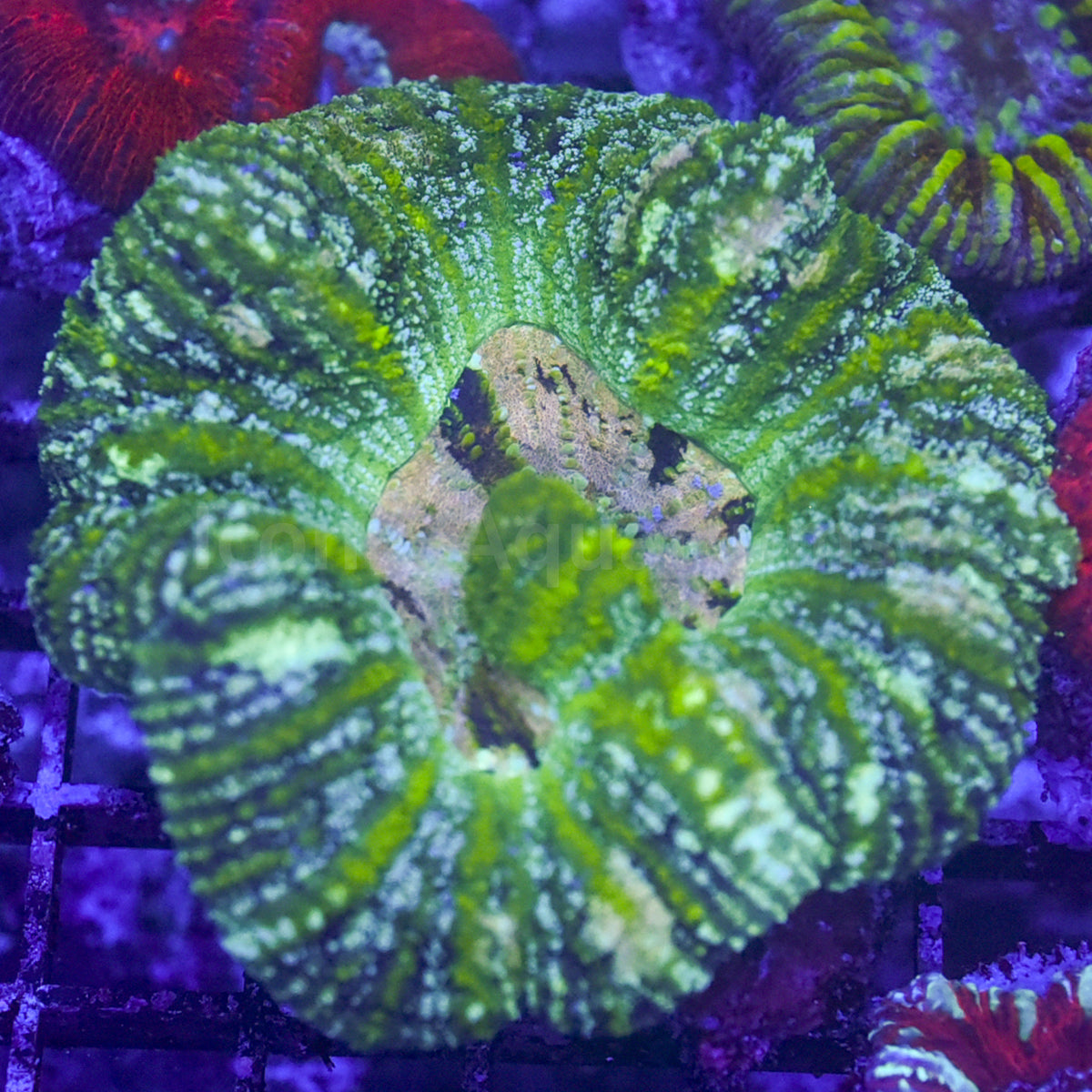 Rainbow Acan Maxima – Iconic Aquariums