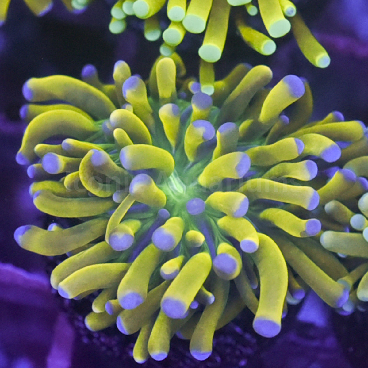 Holy Grail Short Torch – Iconic Aquariums