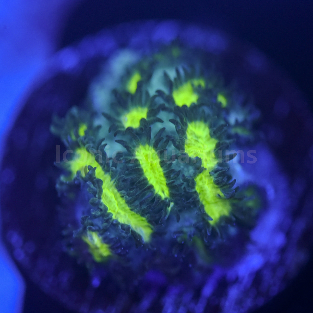 JF Blueberry Blast Hydno – Iconic Aquariums