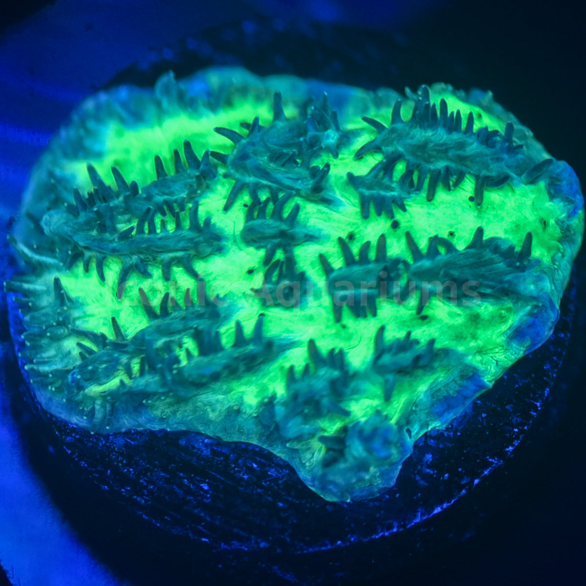 Luminous Hydno – Iconic Aquariums