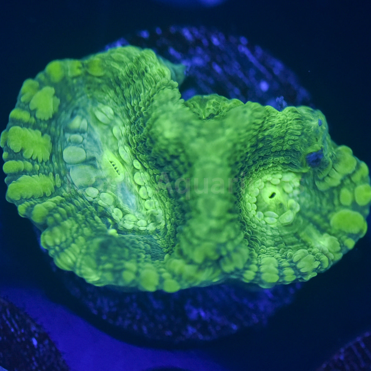 Nuclear Oulophyllia Bennettae – Iconic Aquariums