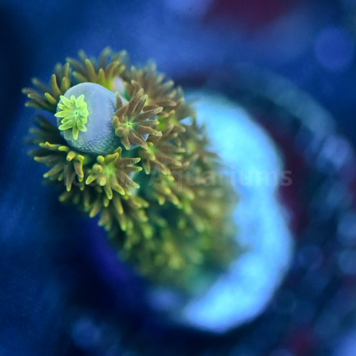 Walt Disney Acro – Iconic Aquariums