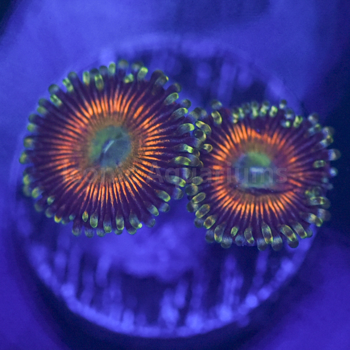 RT Rainbow Sherbert Zoa – Iconic Aquariums