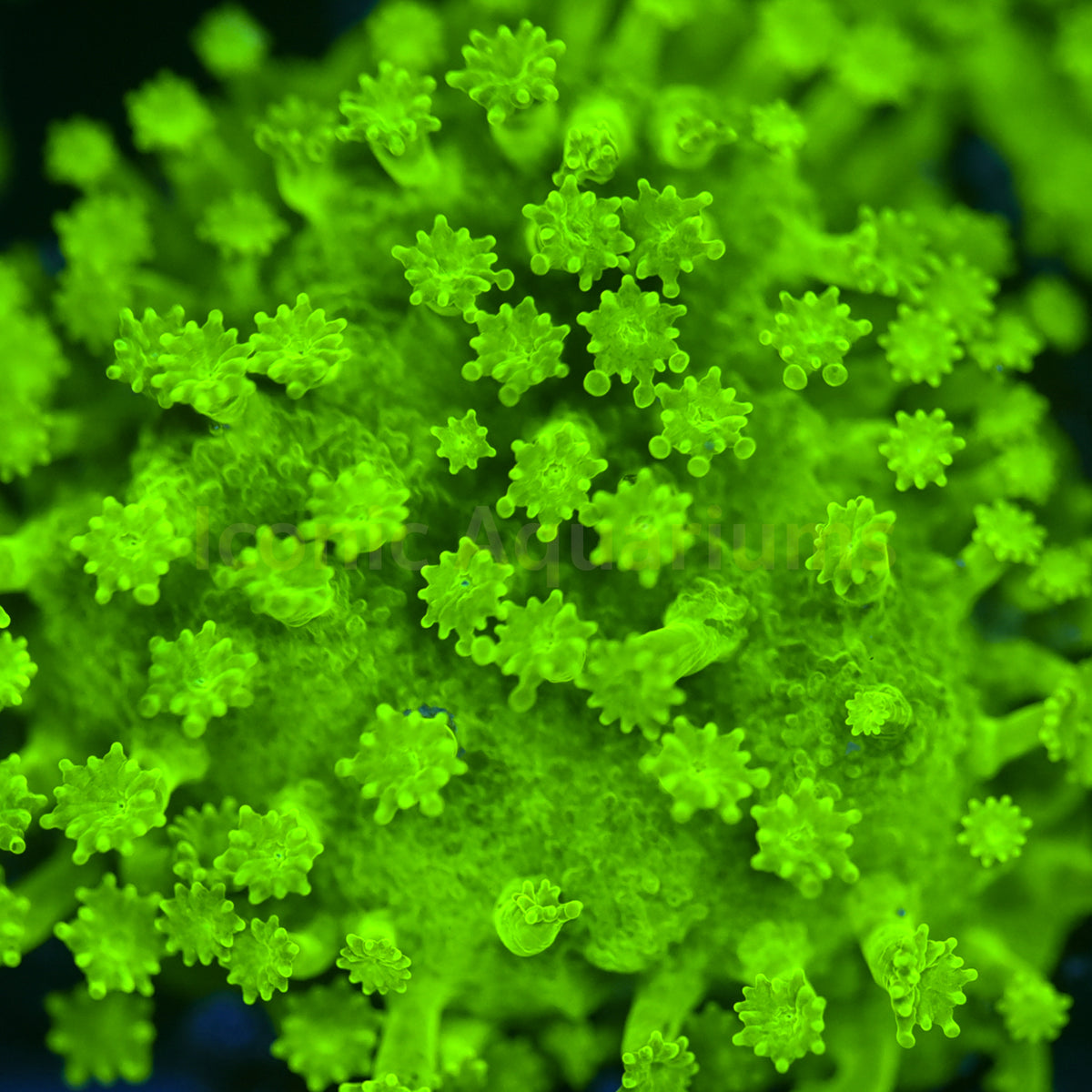 Sector 7G Astreopora – Iconic Aquariums