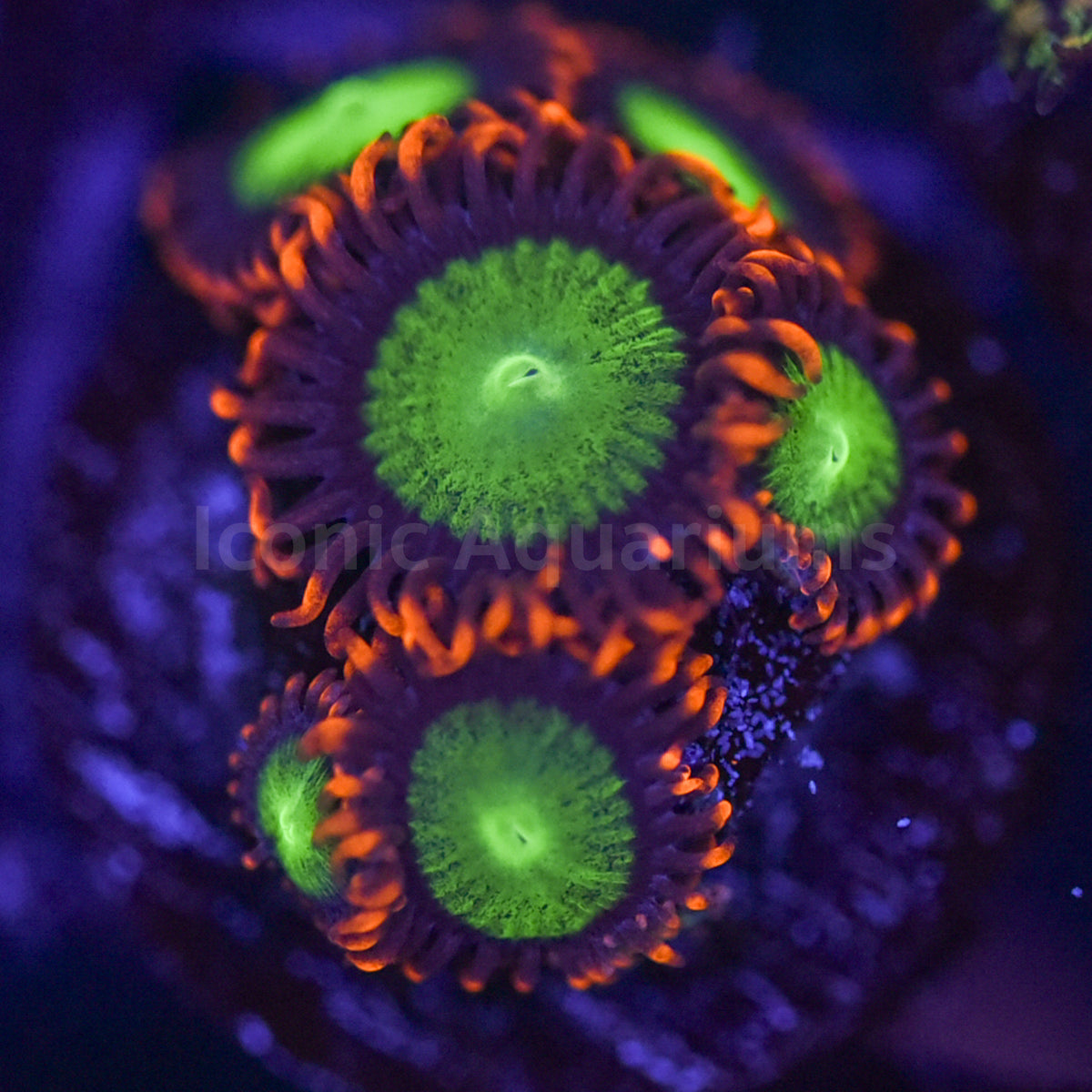 Goblin Fire Zoa – Iconic Aquariums