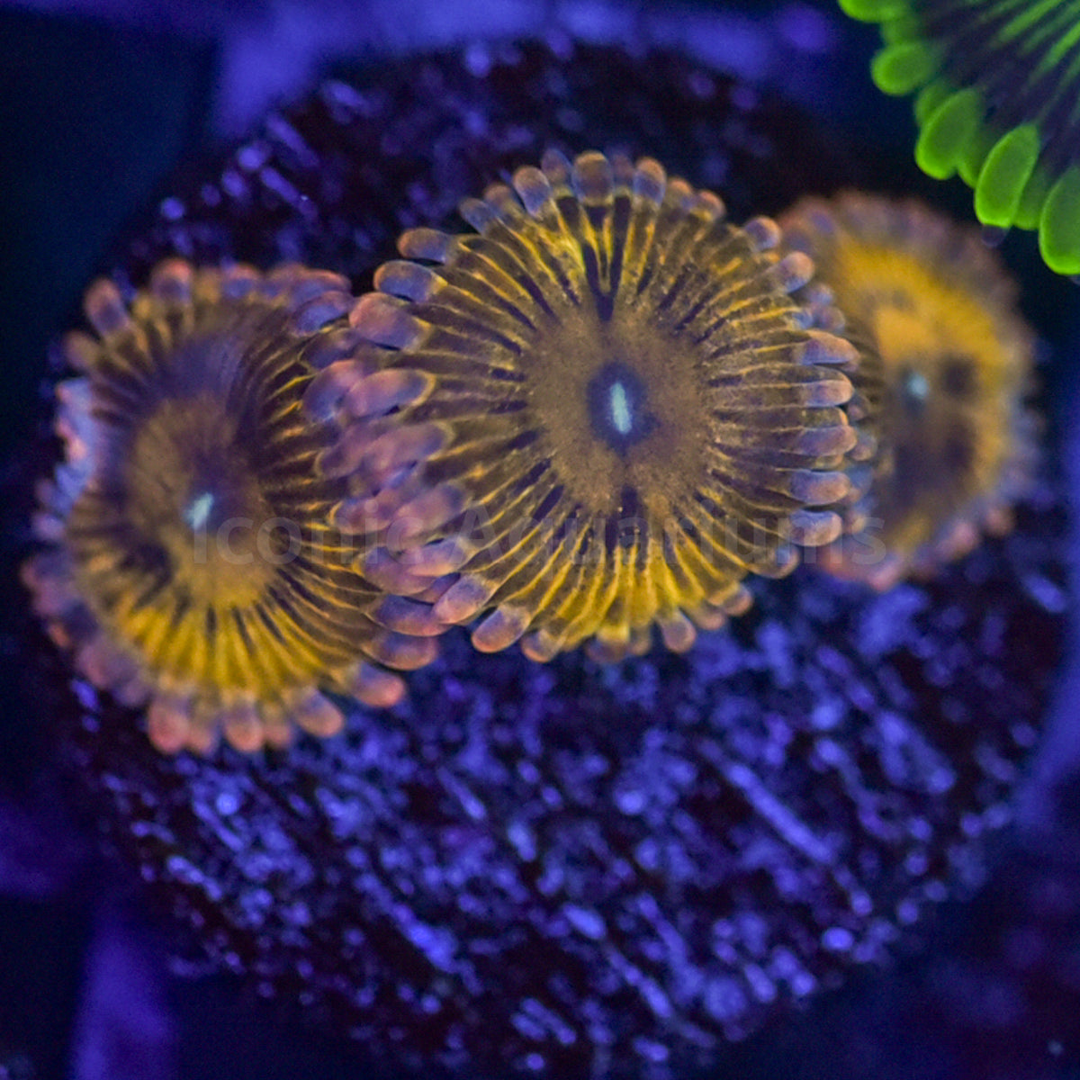 UC Lemonhead Zoa – Iconic Aquariums