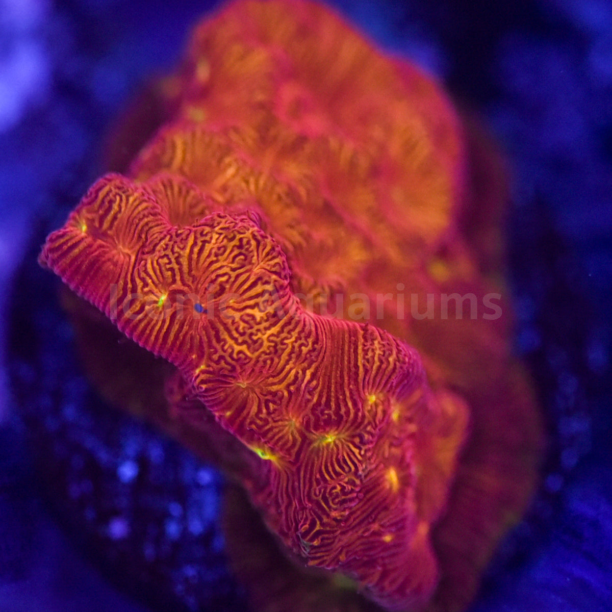 RR Fallen Horizon Leptoseris – Iconic Aquariums