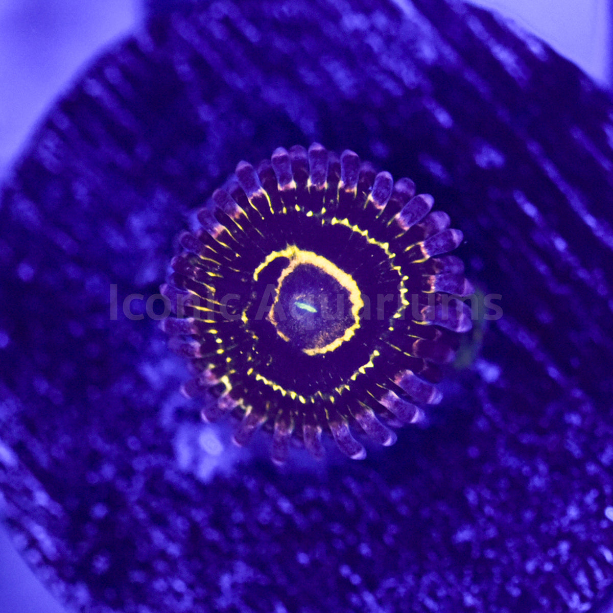 Stratosphere Zoa with Baby – Iconic Aquariums