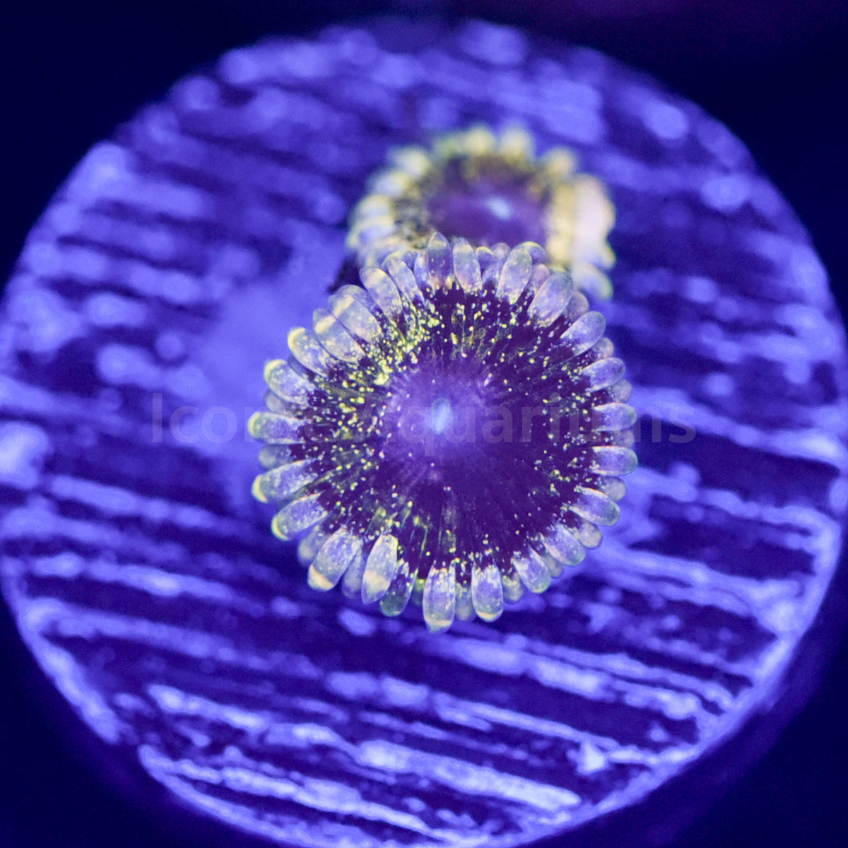 Solar Circus Zoa – Iconic Aquariums