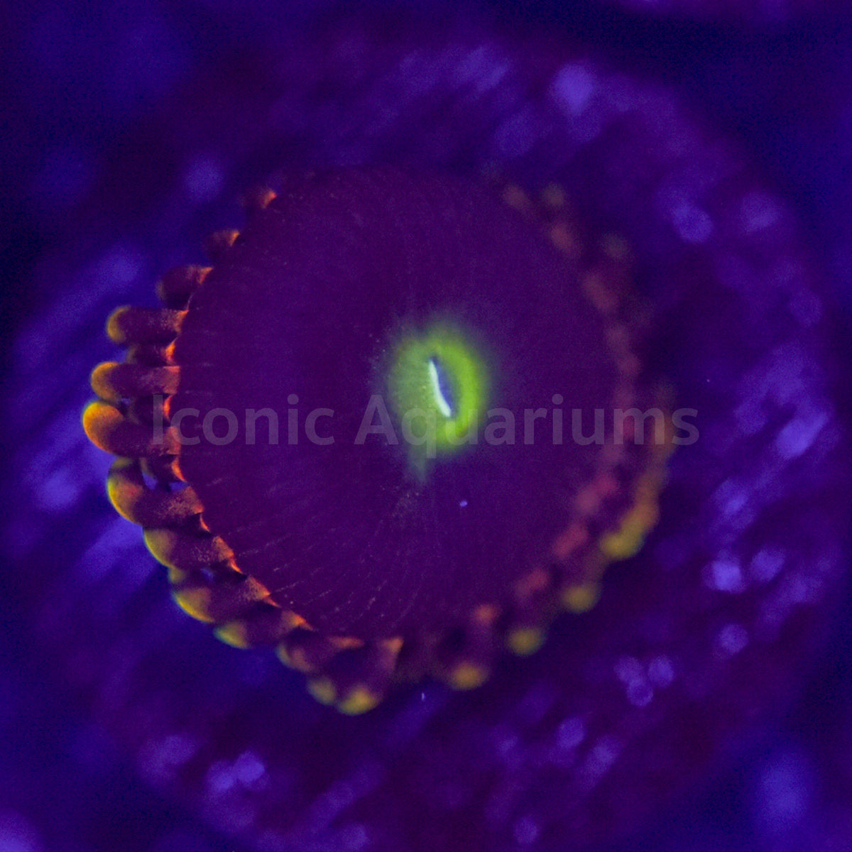 CK Bozo's Birthday Zoa – Iconic Aquariums