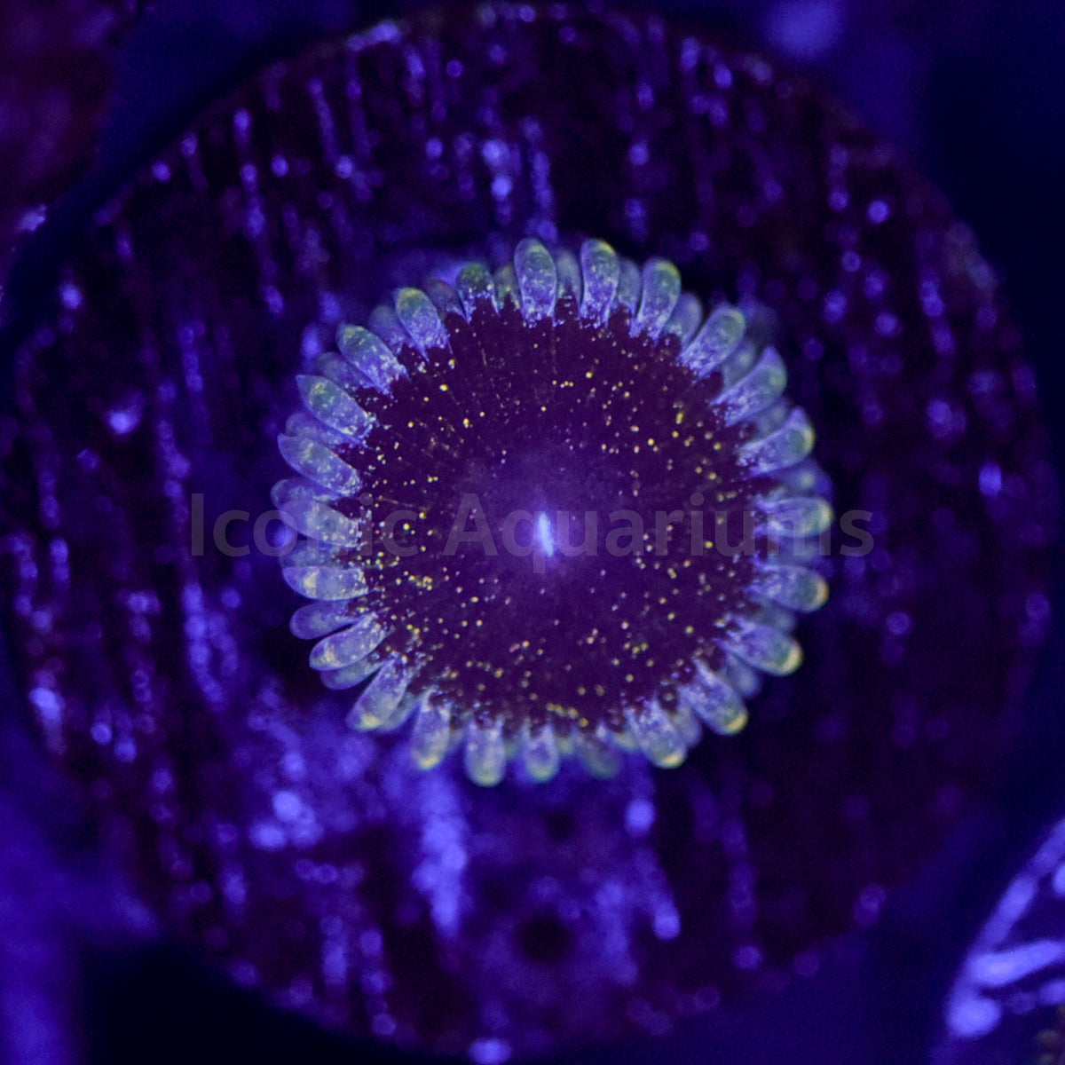 Solar Circus Zoa – Iconic Aquariums