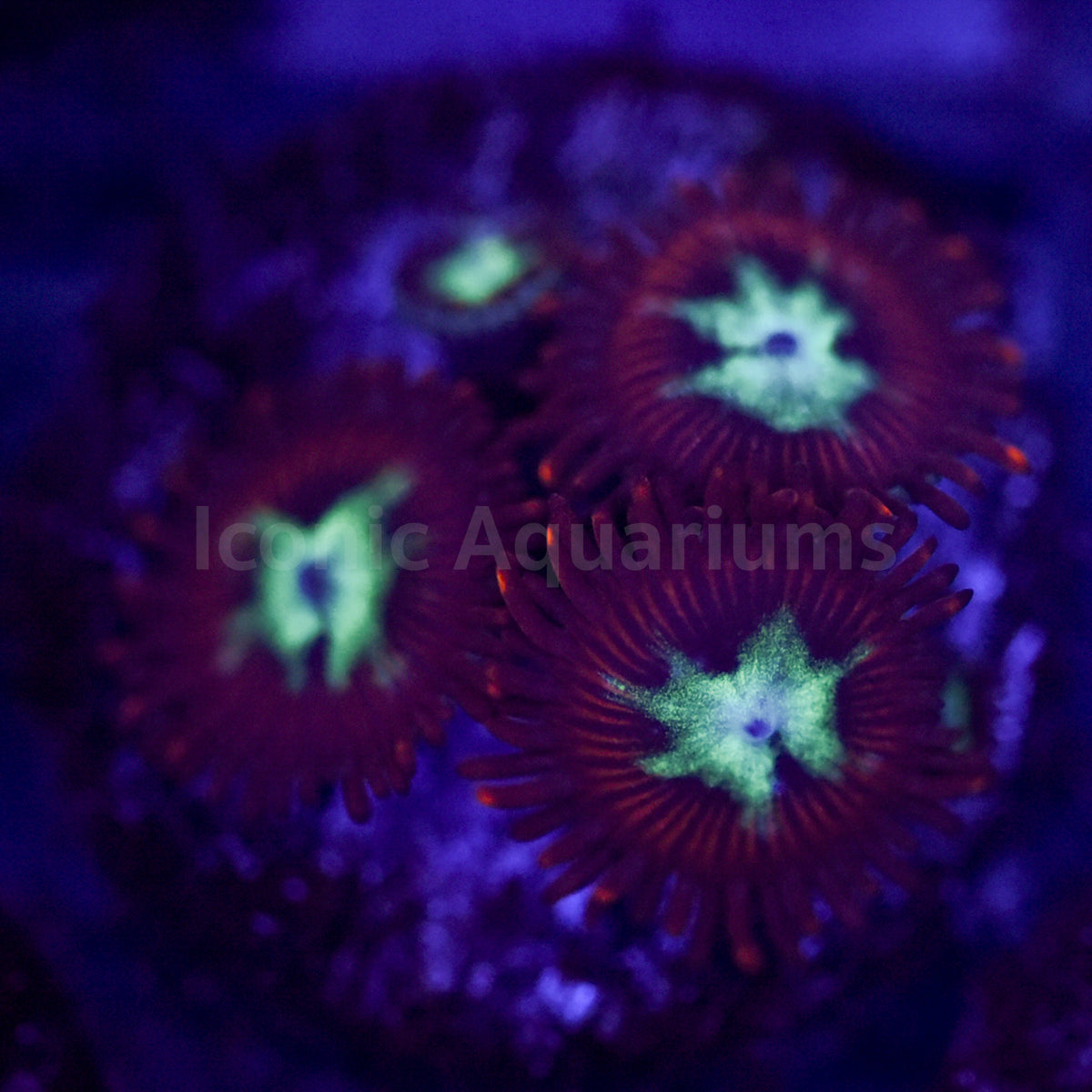 Hot Shots Zoa – Iconic Aquariums
