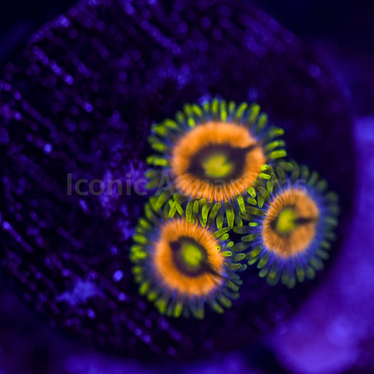 WWC Laser Lemon Zoa – Iconic Aquariums