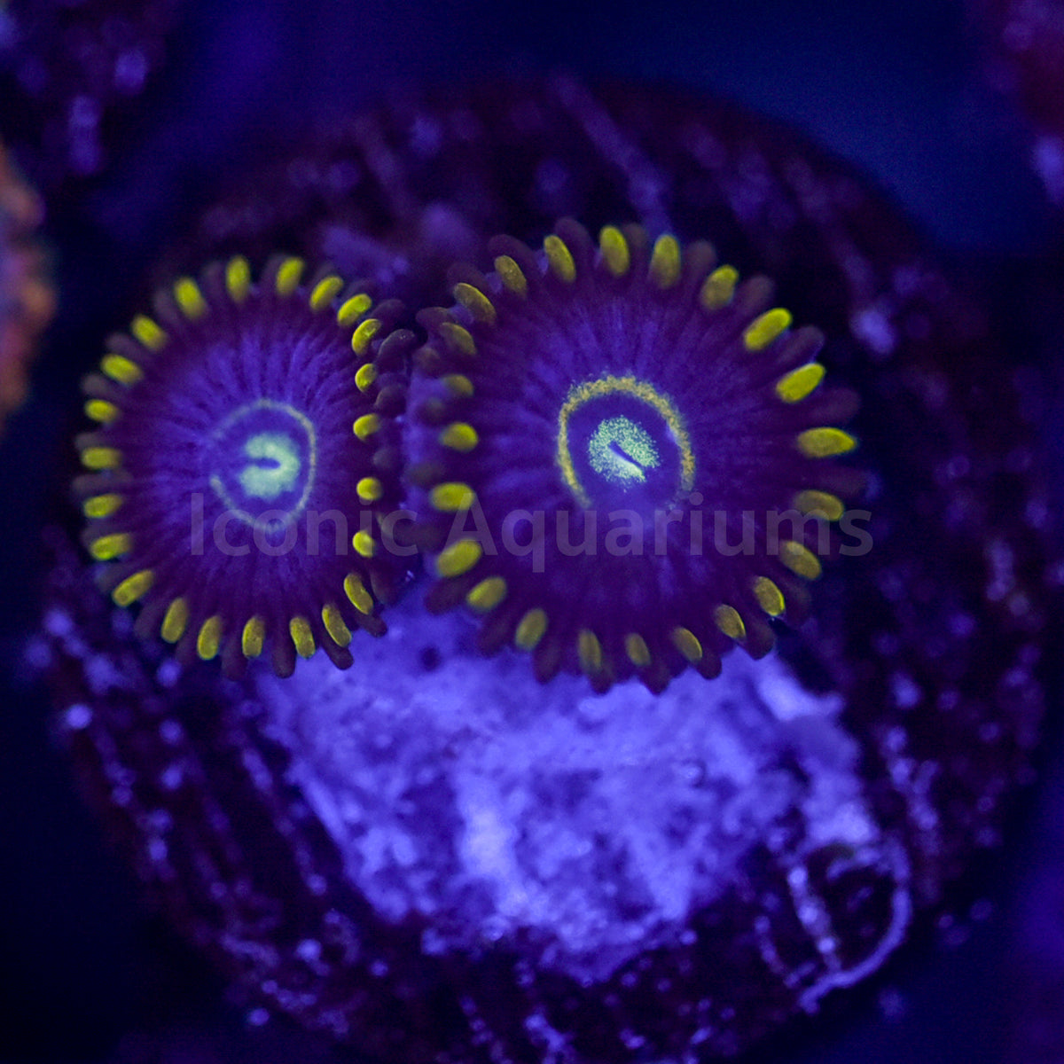 Blue Hornet Zoa – Iconic Aquariums