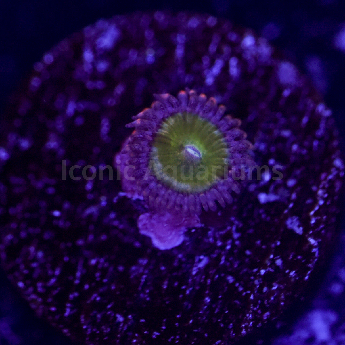 Poison Ivy Zoa – Iconic Aquariums