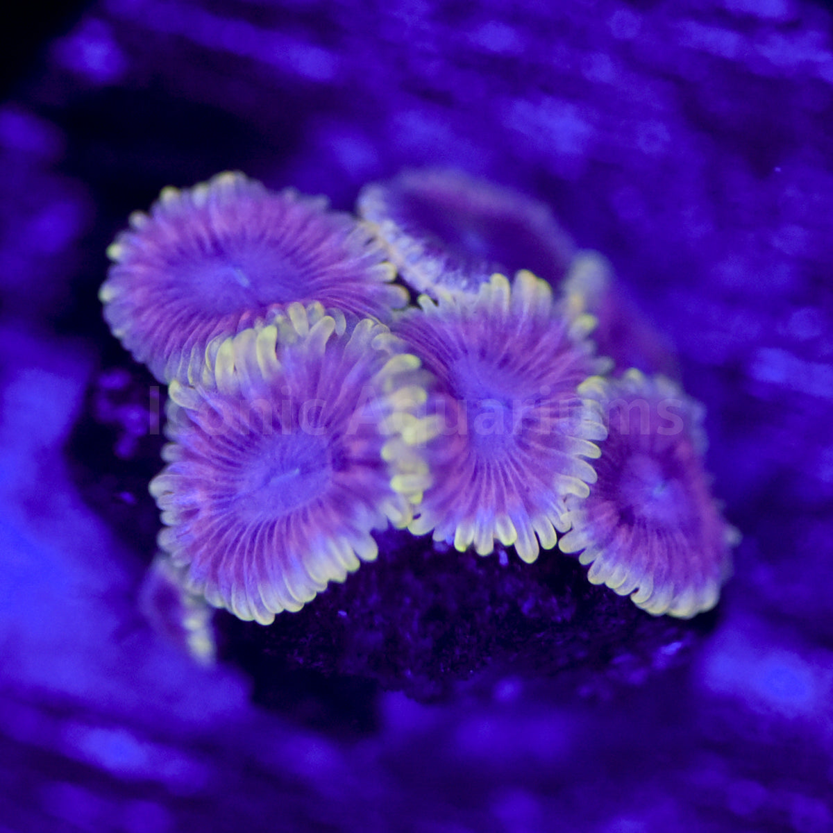 Pastel Prince Zoa – Iconic Aquariums
