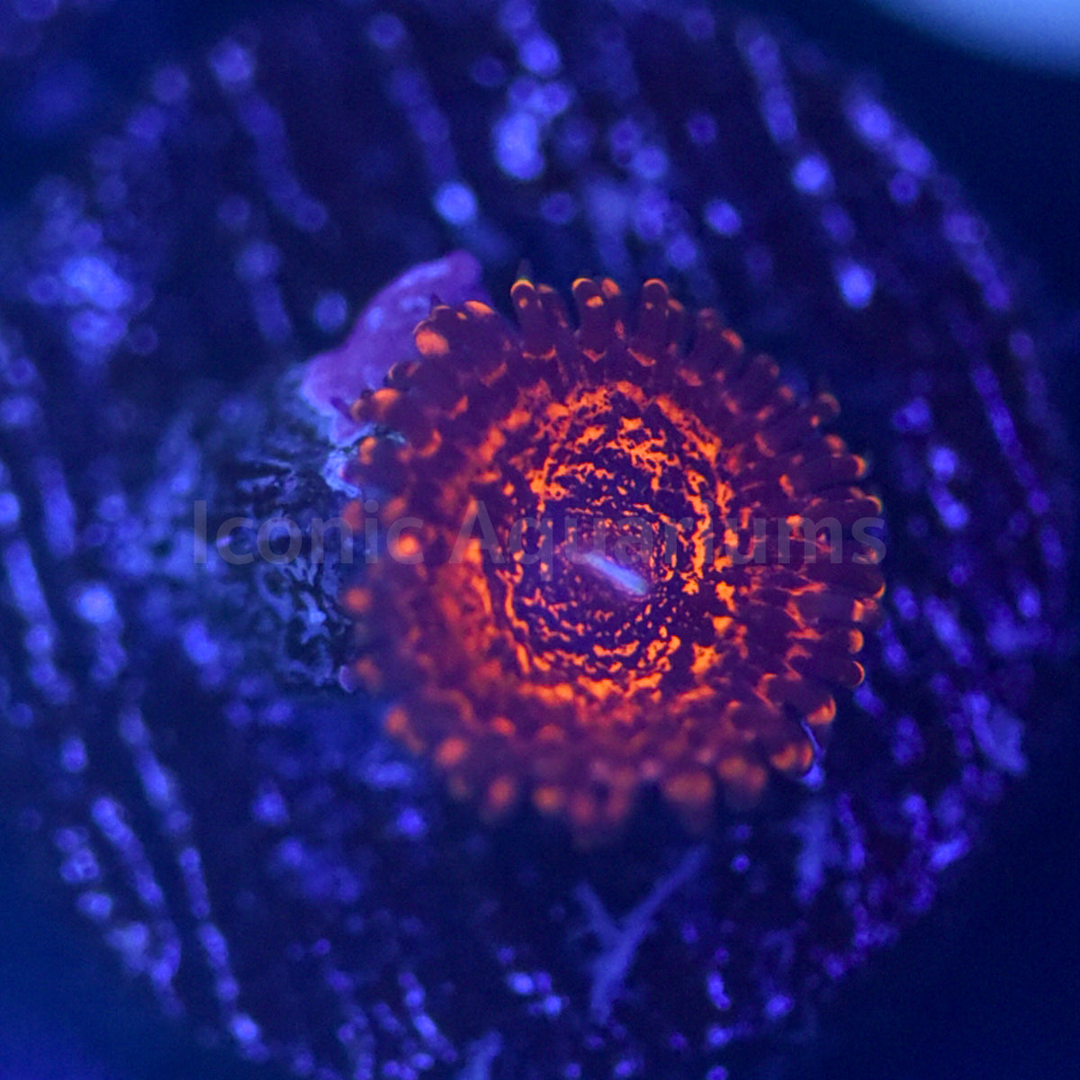 Nightmare Zoa – Iconic Aquariums