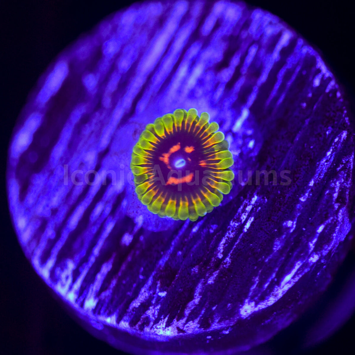 Hallucination Zoa – Iconic Aquariums