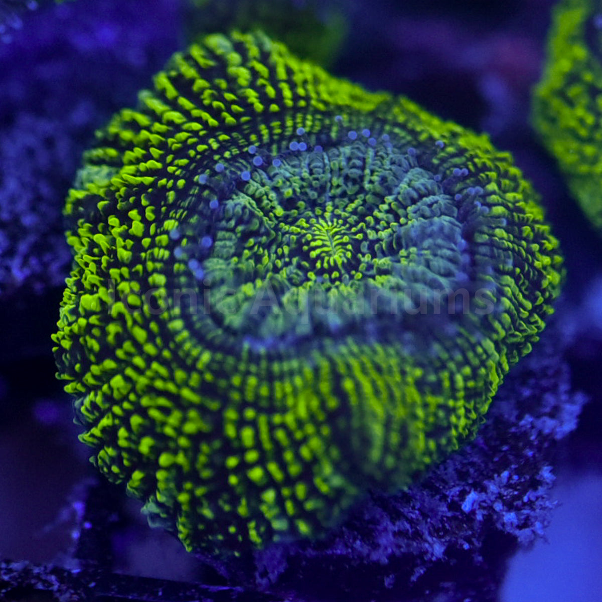 Garden of Eden Acan Lord – Iconic Aquariums