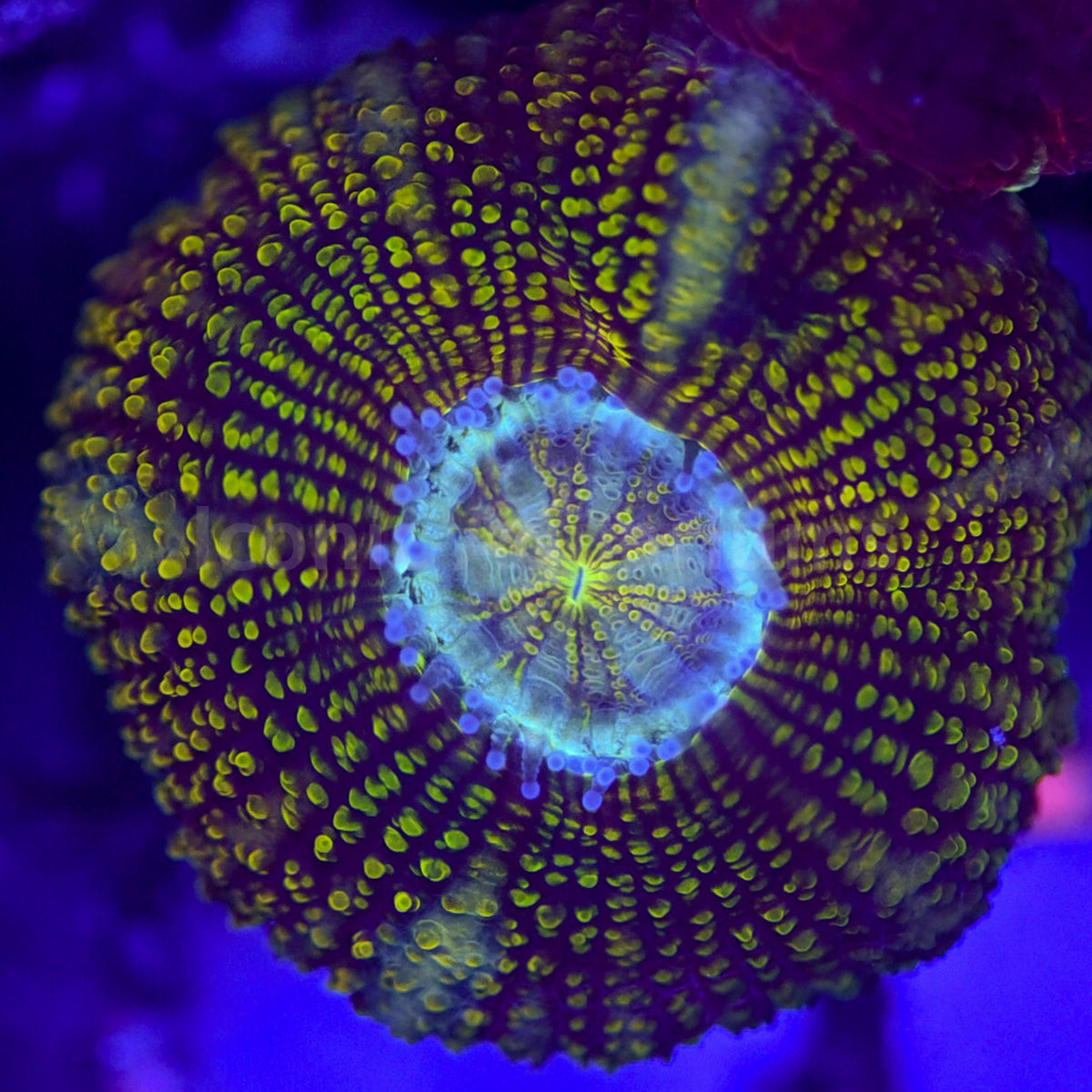 Golden Glitz Acan Lord – Iconic Aquariums